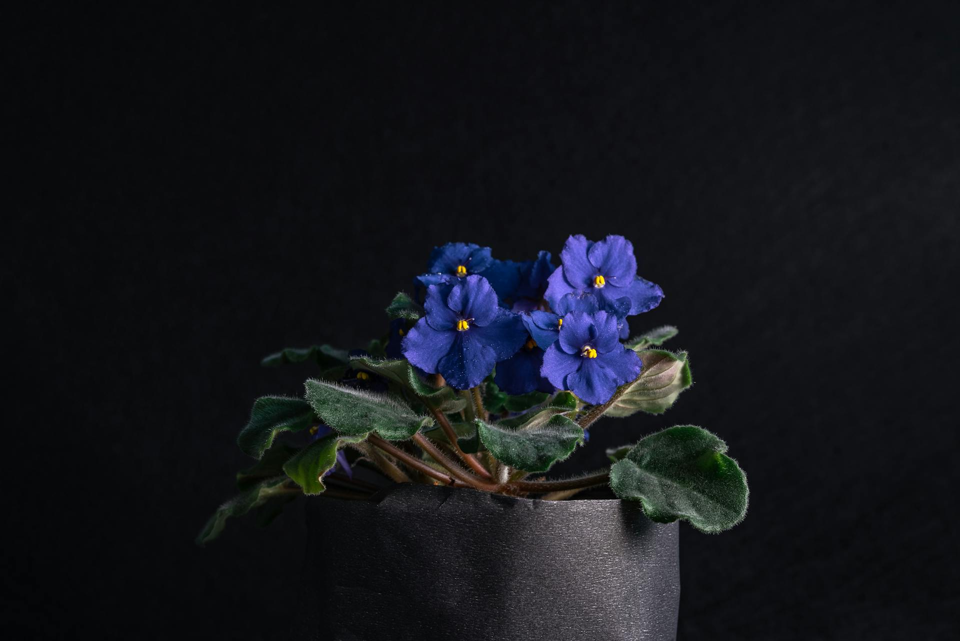 African Violet | FoliageFoundry - Plant Care Guide