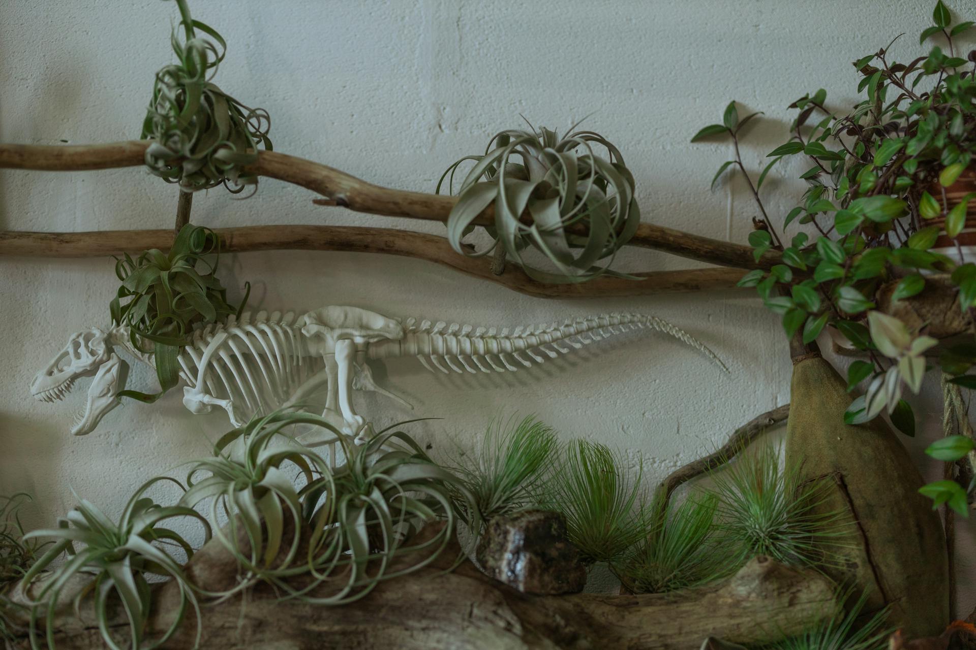 Air Plants | FoliageFoundry - Plant Care Guide