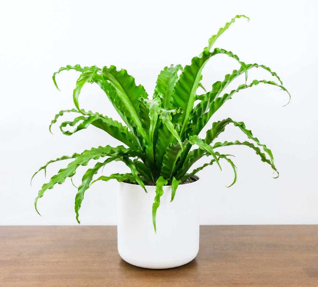 Bird's Nest Fern | FoliageFoundry - Plant Care Guide