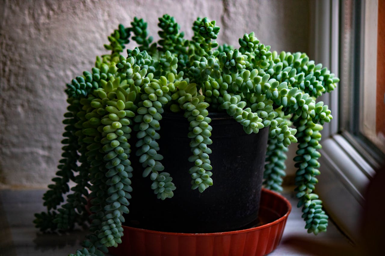 Burro's Tail | FoliageFoundry - Plant Care Guide