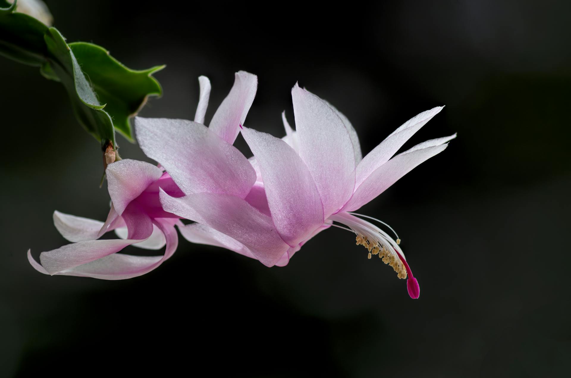 Christmas Cactus | FoliageFoundry - Plant Care Guide