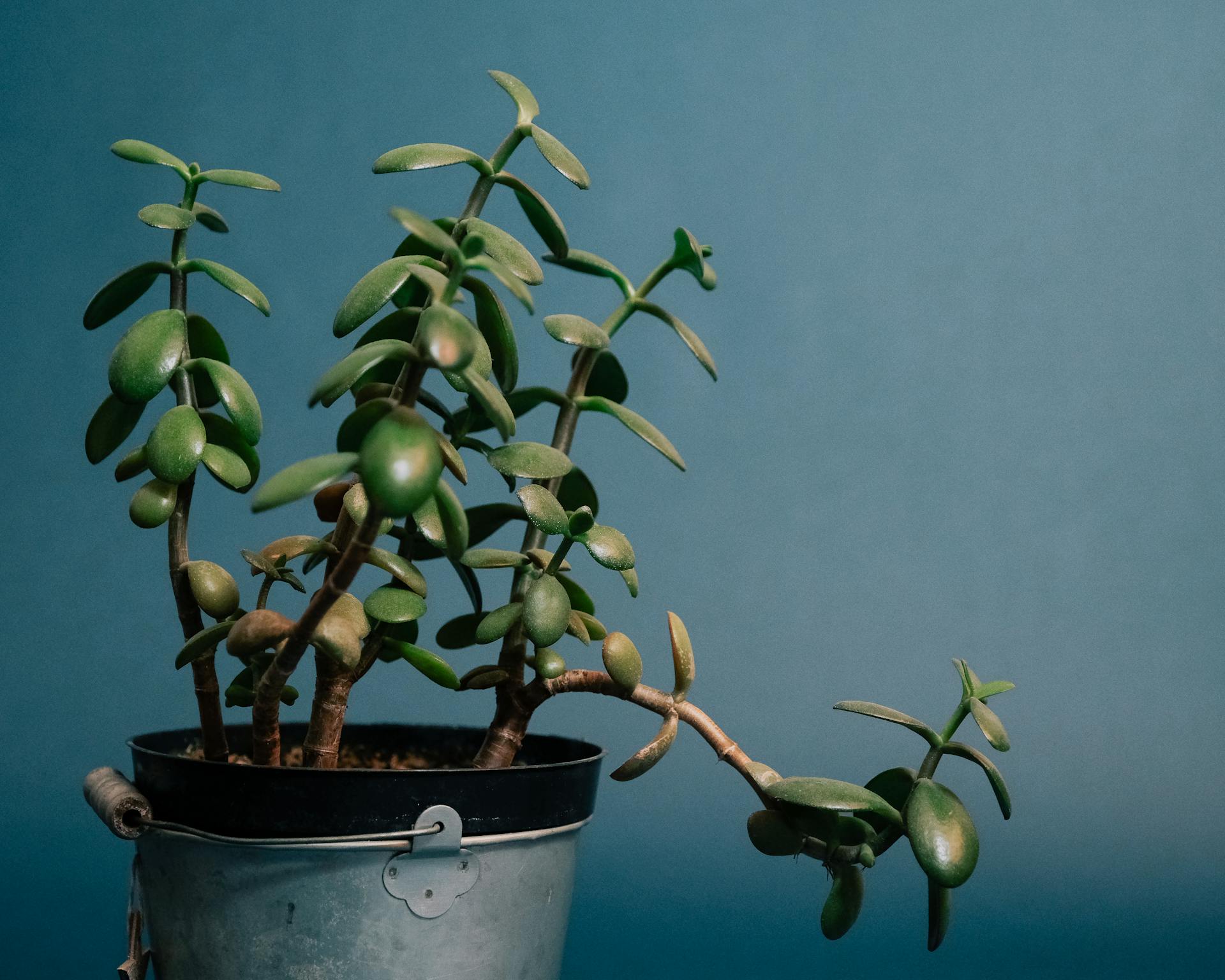 Jade Plant | FoliageFoundry - Plant Care Guide