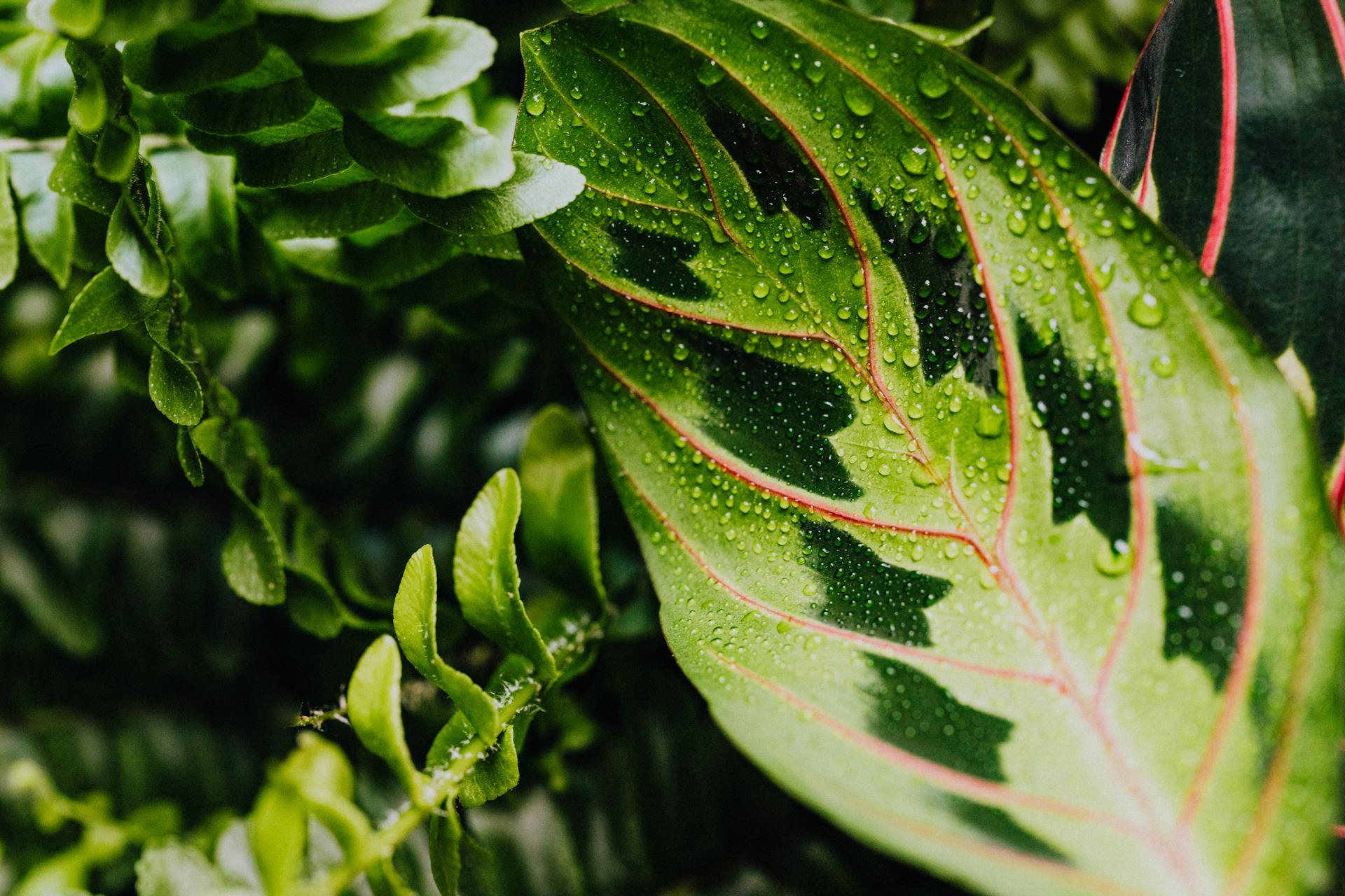 Prayer Plant | FoliageFoundry - Plant Care Guide