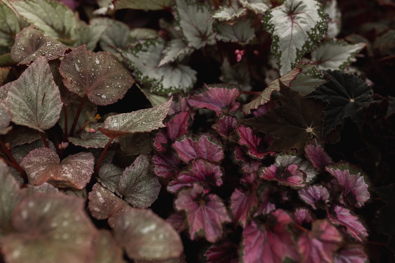 Rex Begonia | FoliageFoundry - Plant Care Guide