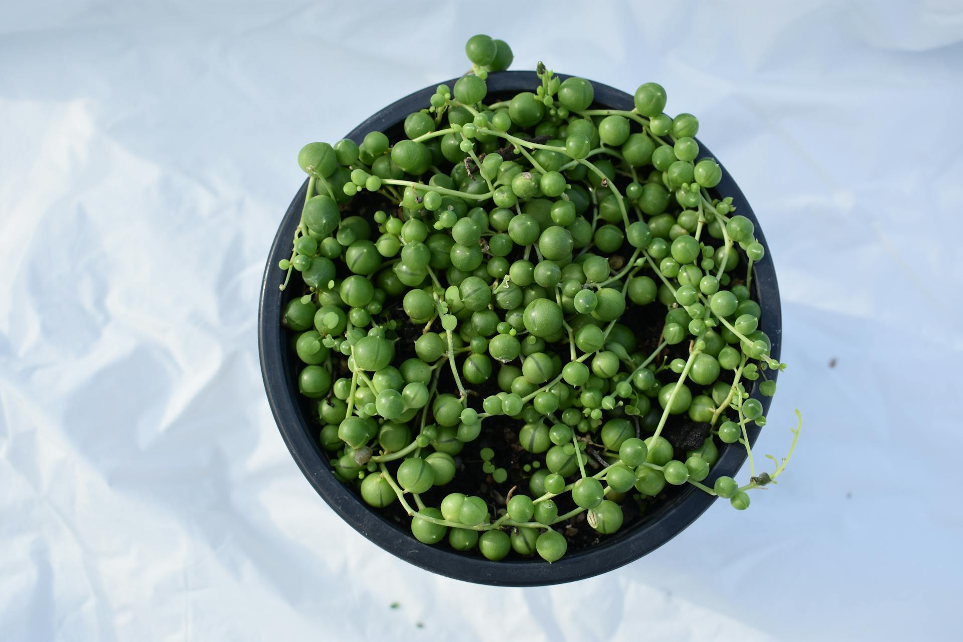 String of Pearls | FoliageFoundry - Plant Care Guide